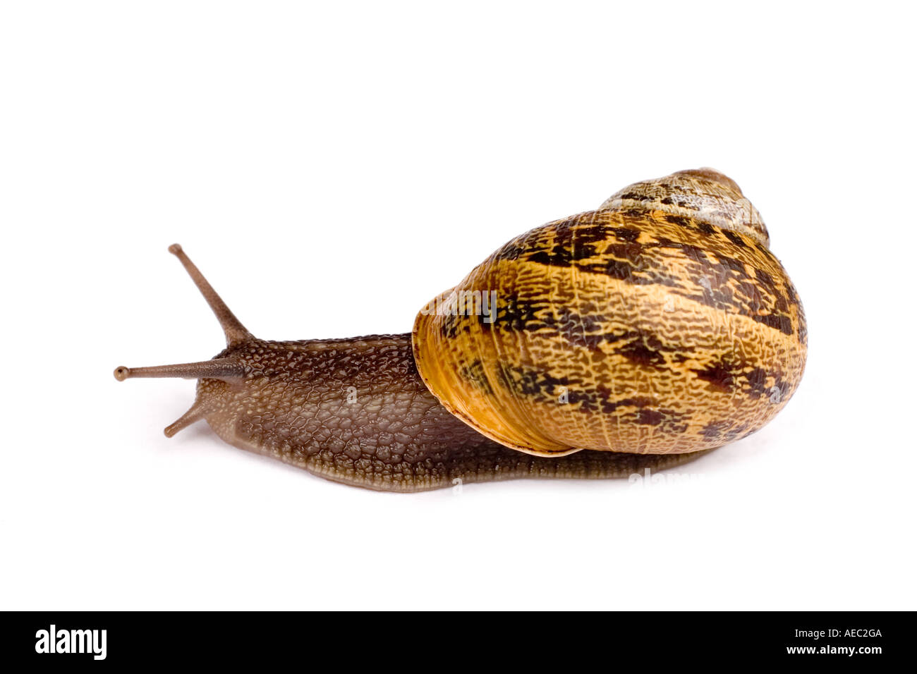 Snaillike hi-res stock photography and images - Alamy