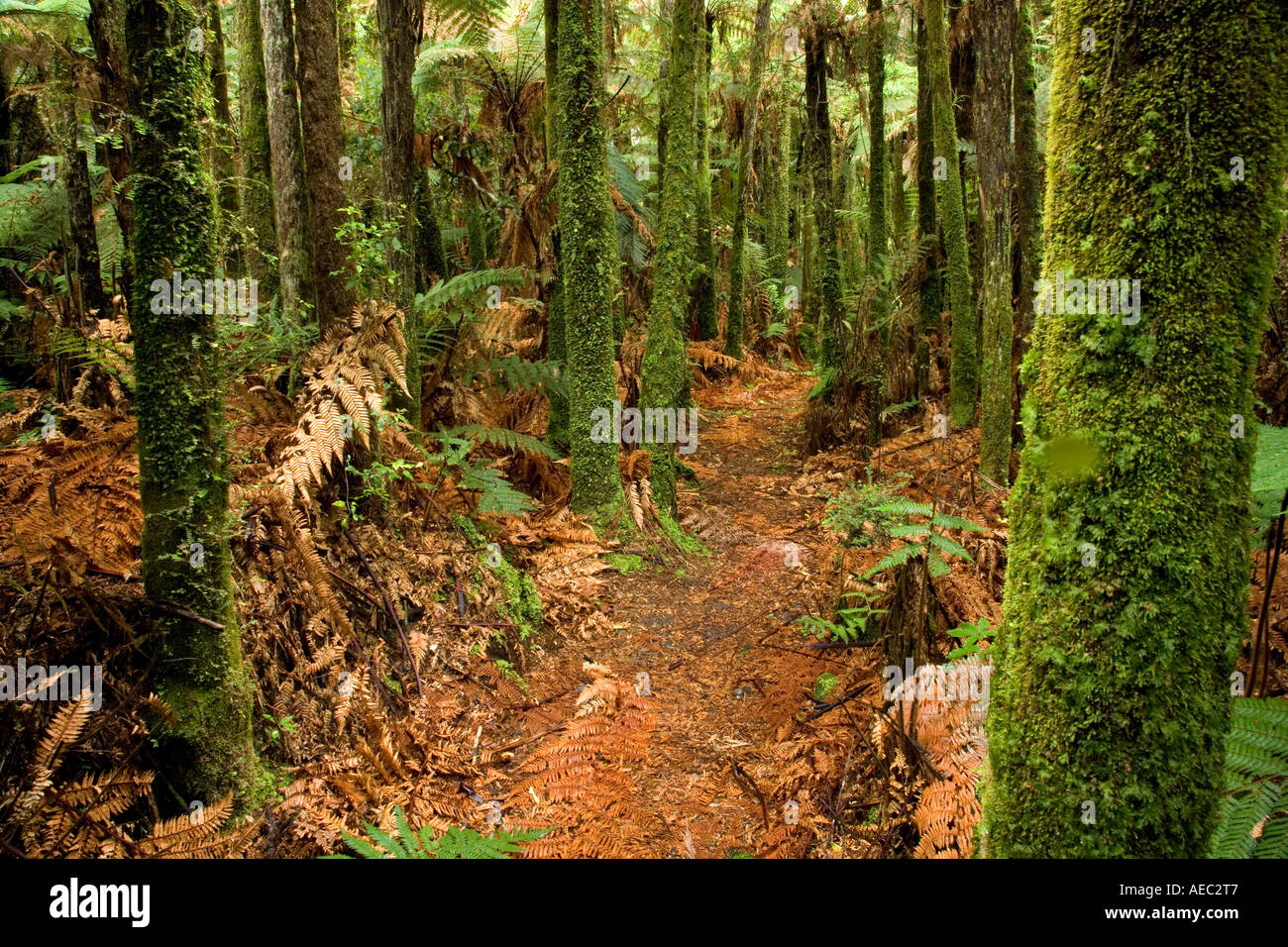 Native Bush Te Maire Reserve Whanganui National Park near Taumarunui ...