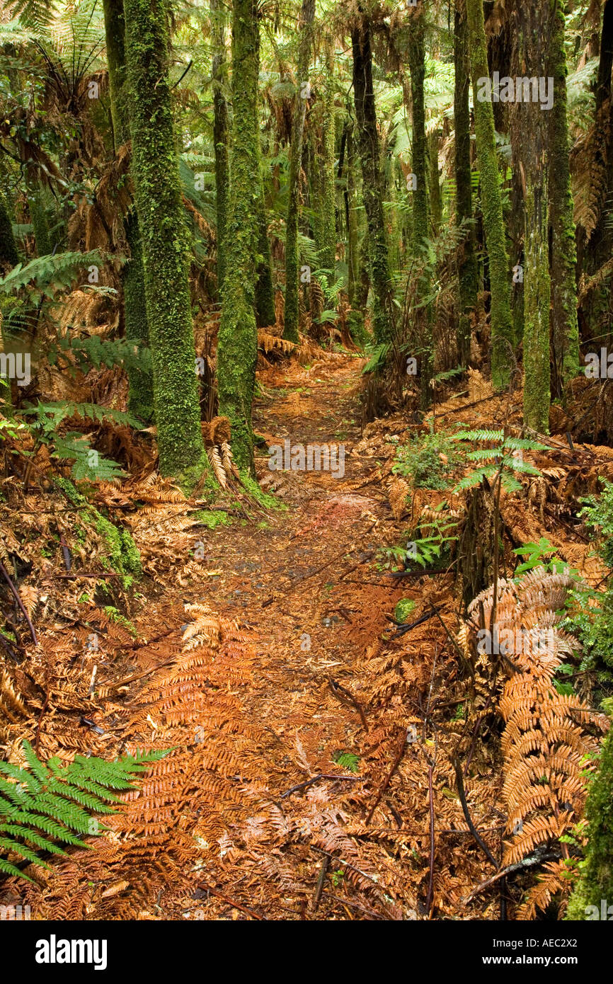Native Bush Te Maire Reserve Whanganui National Park near Taumarunui ...