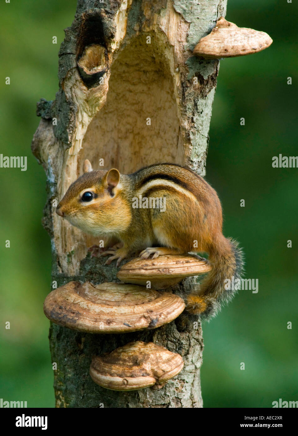 Chipmunk den hi-res stock photography and images - Alamy
