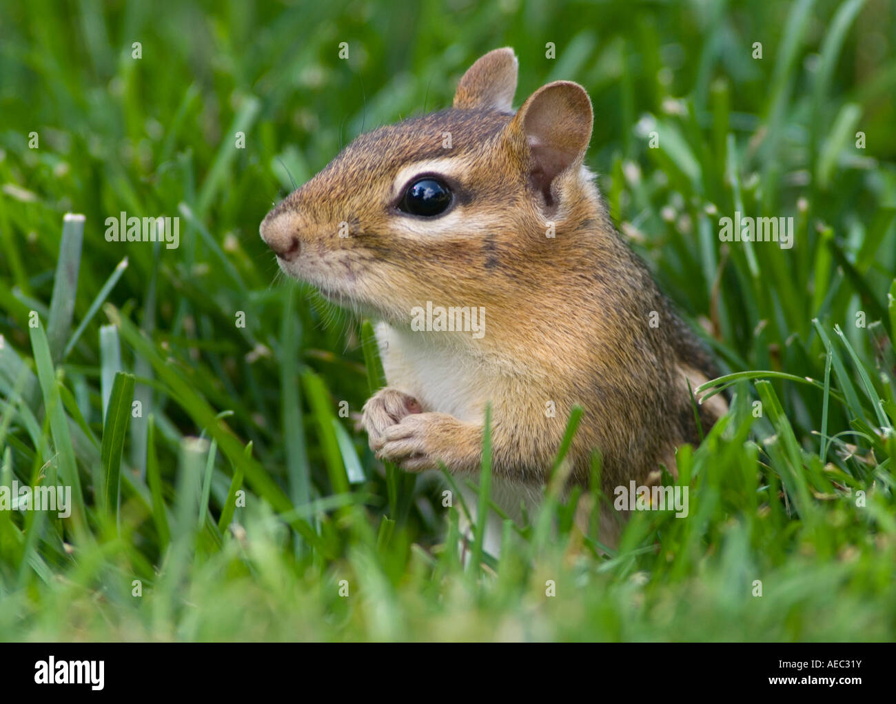 Fuzzy chipmunk hi-res stock photography and images - Alamy