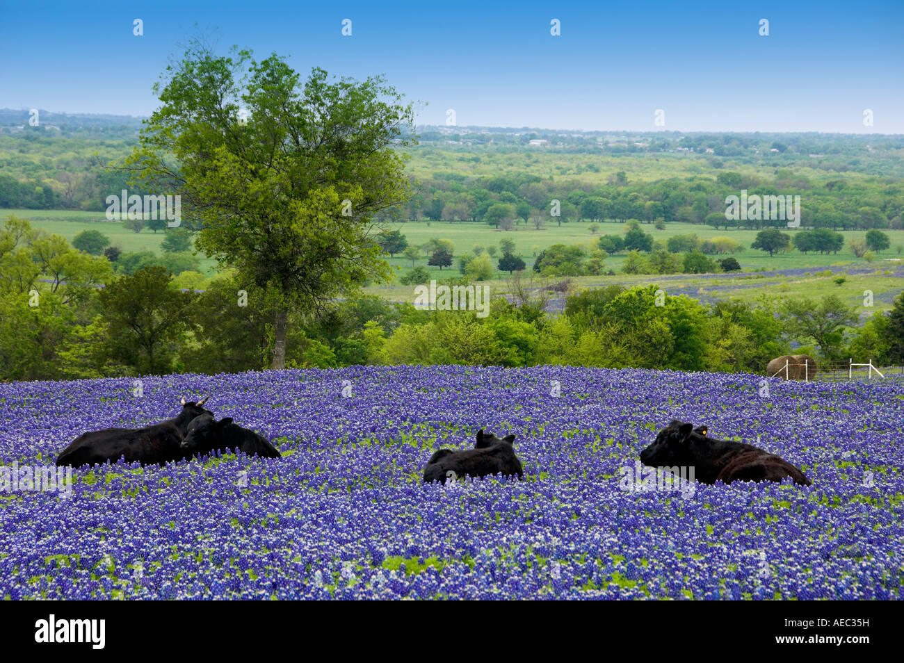 A herd of black Angus cows at rest in a field of Texas bluebonnets near ...