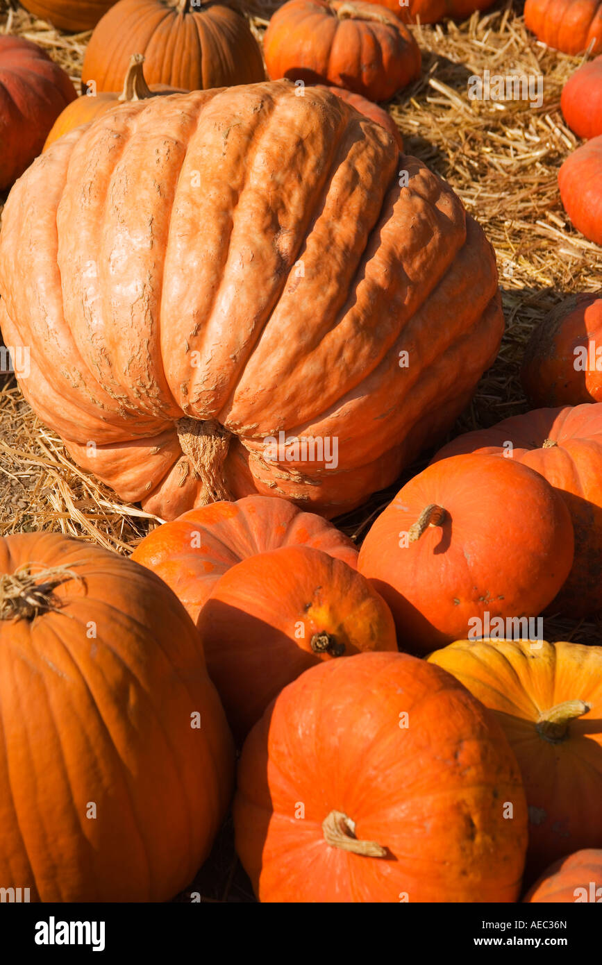 Solvang farmer hi-res stock photography and images - Alamy