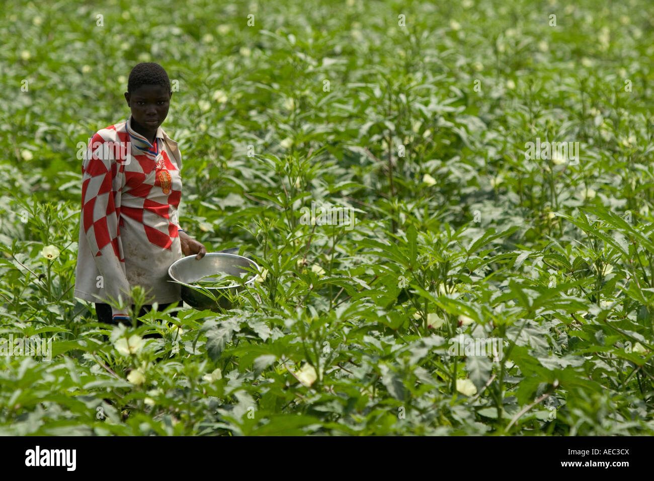 Farm worker, girl harvesting okra pods in Ghana West Africa Stock Photo ...