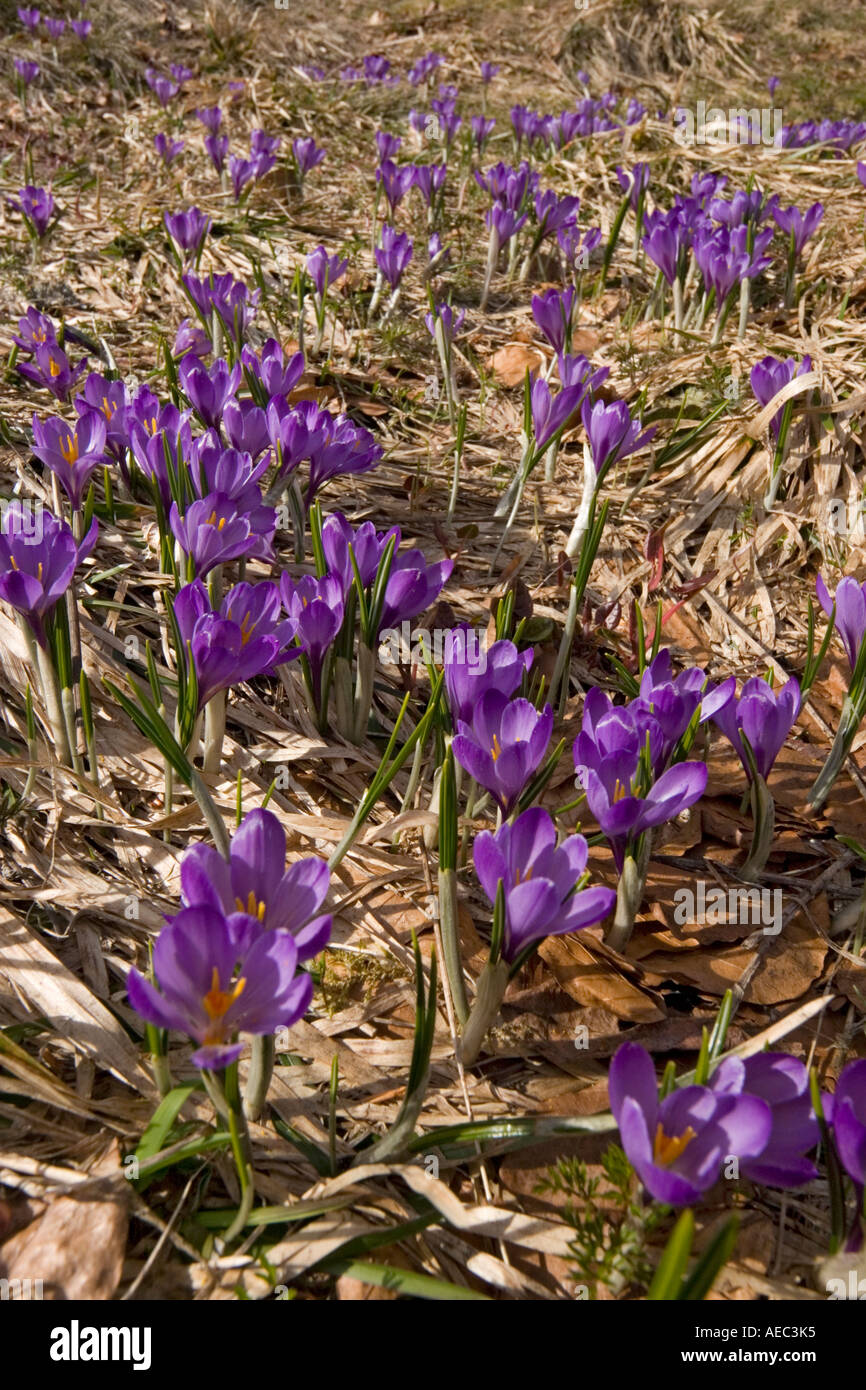Fleur de crocus sauvage hi-res stock photography and images - Alamy