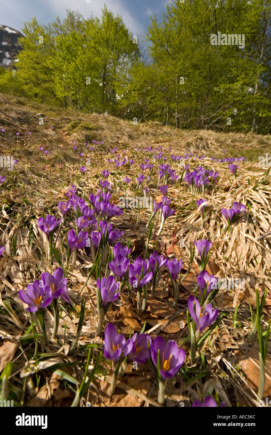 Wild Crocuses (Crocus sp) in the nature reserve of Chaudefour Valley ...