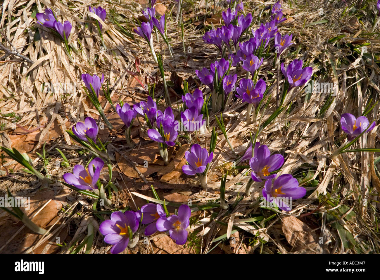 Fleur de crocus sauvage hi-res stock photography and images - Alamy
