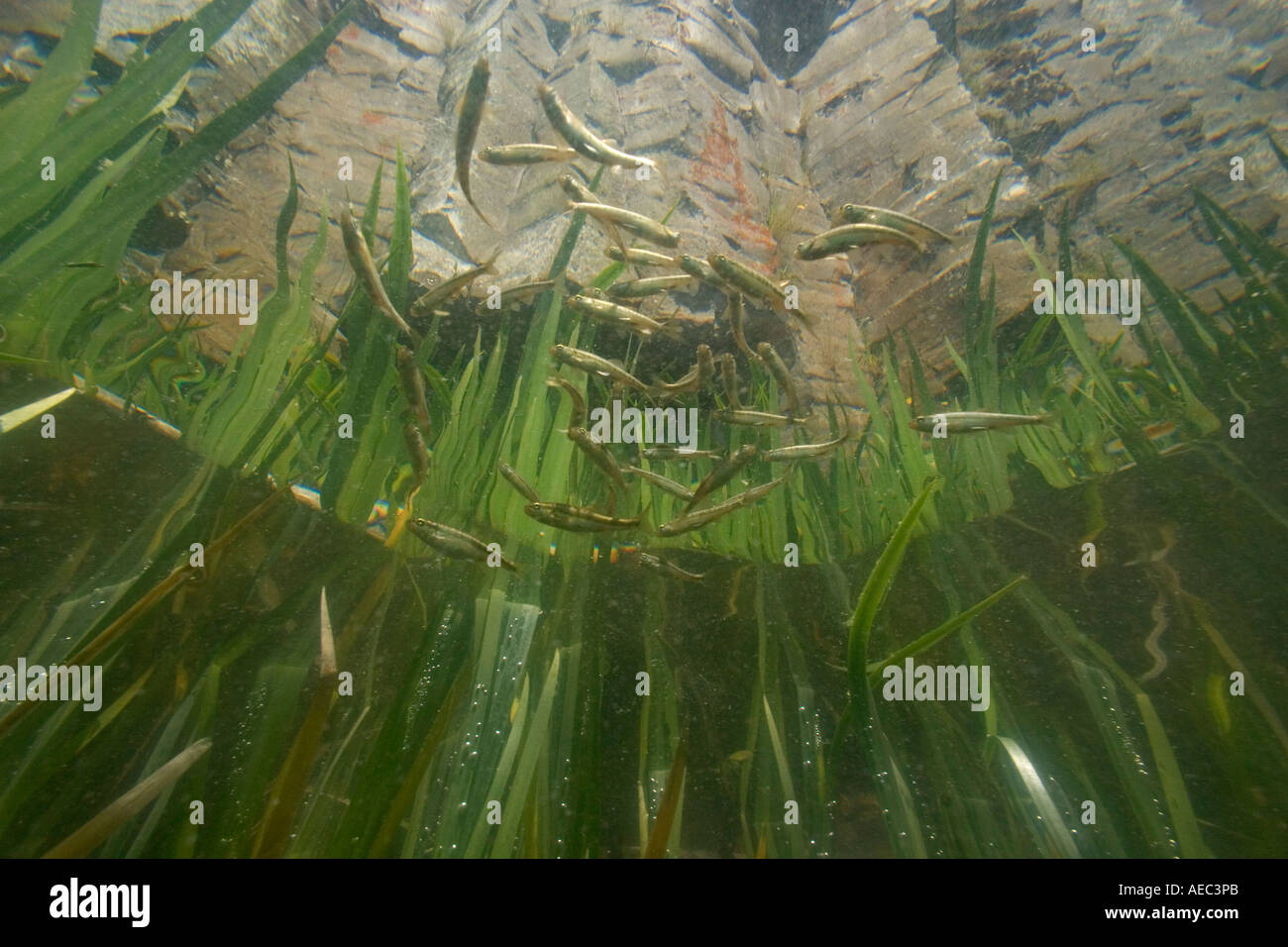 Minnows moving about the Pavin Lake (France). Vairons (Phoxinus ...