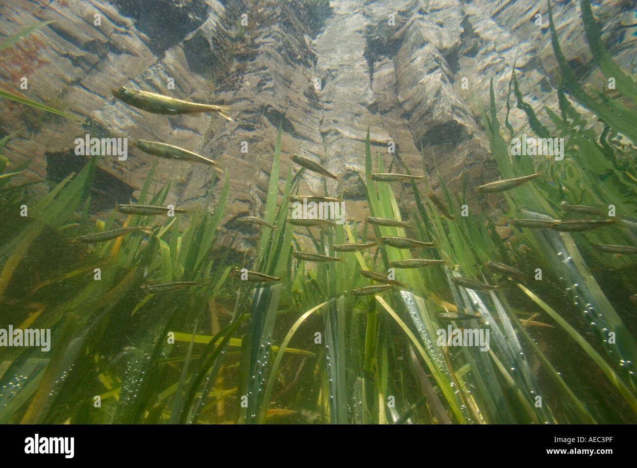Minnows moving about the Pavin Lake (France). Vairons (Phoxinus ...