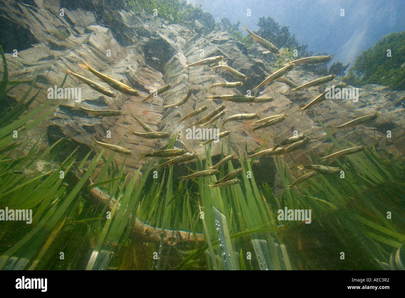 Lac de pavin hi-res stock photography and images - Alamy