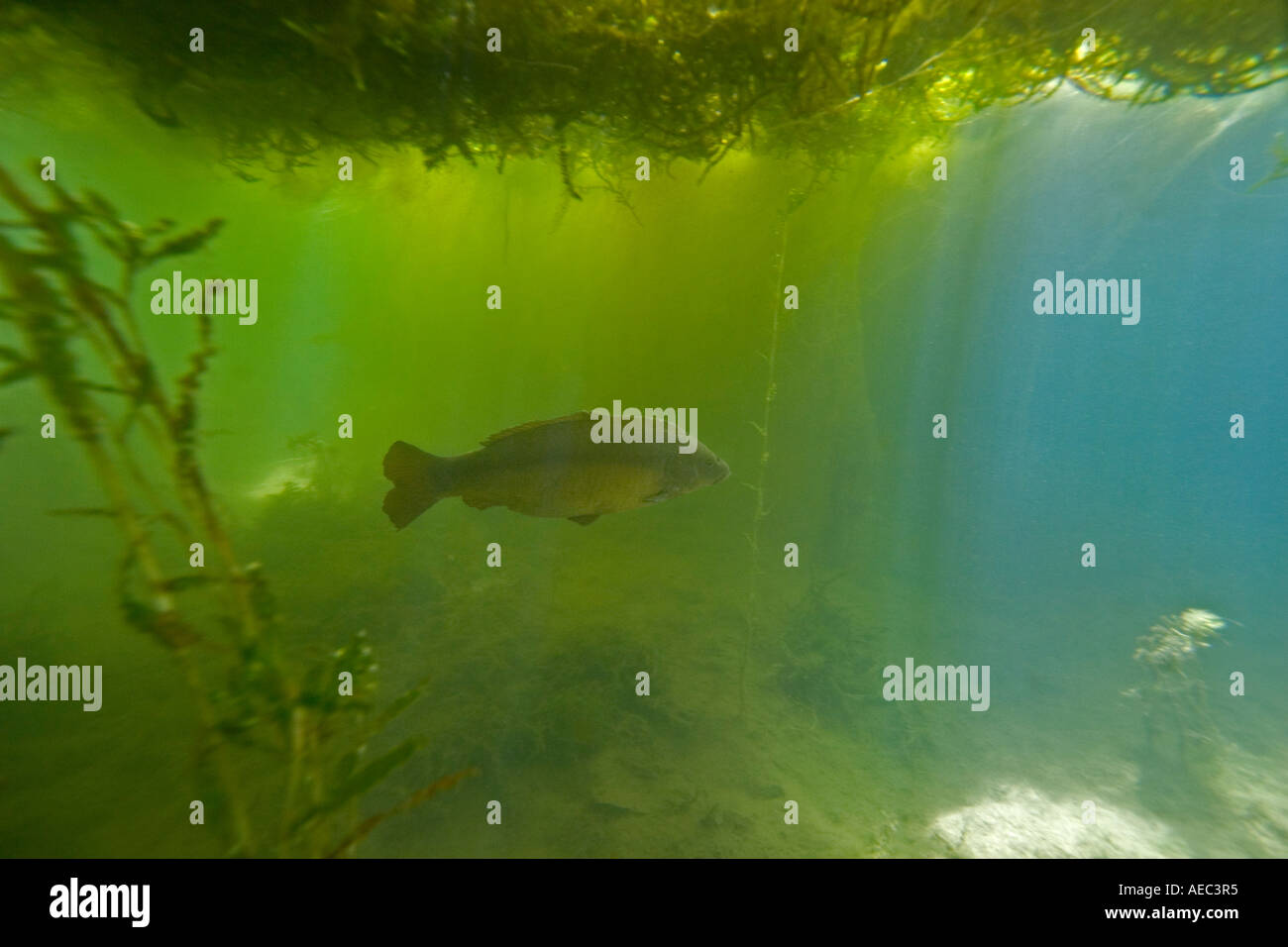Mirror Carp (Cyprinus carpio carpio) in its natural environment (France ...