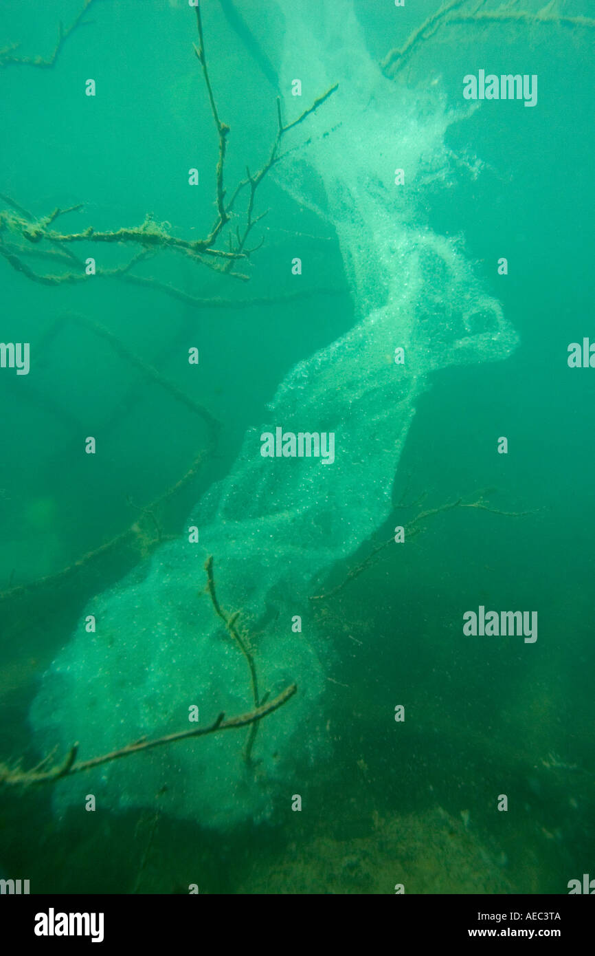 Heaps of Perch Spawn (Perca fluviatilis) in the Pavin Lake (France ...