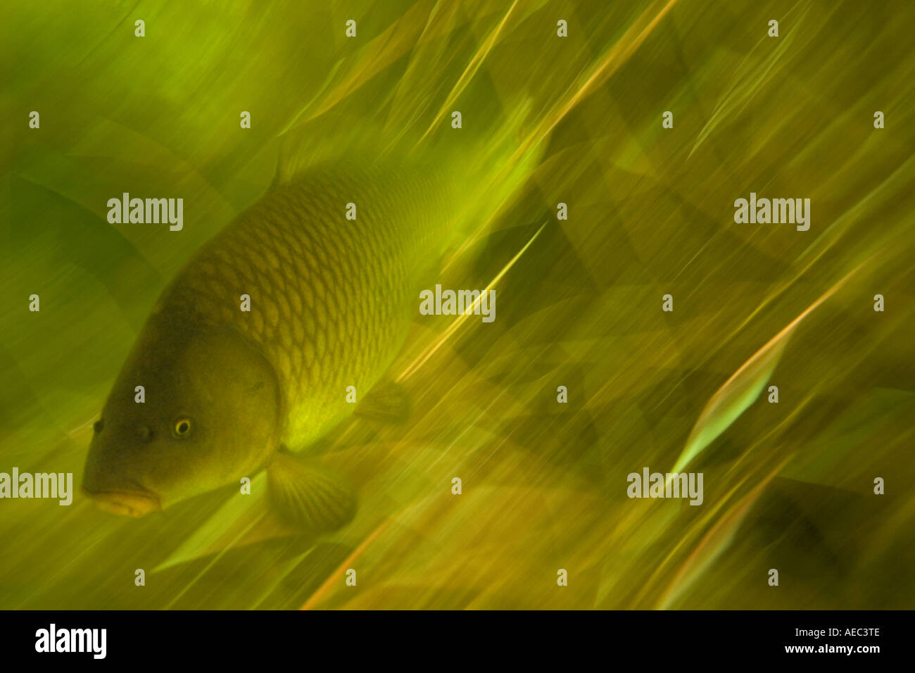 Common carp on the run in a natural environment (France). Carpe commune ...
