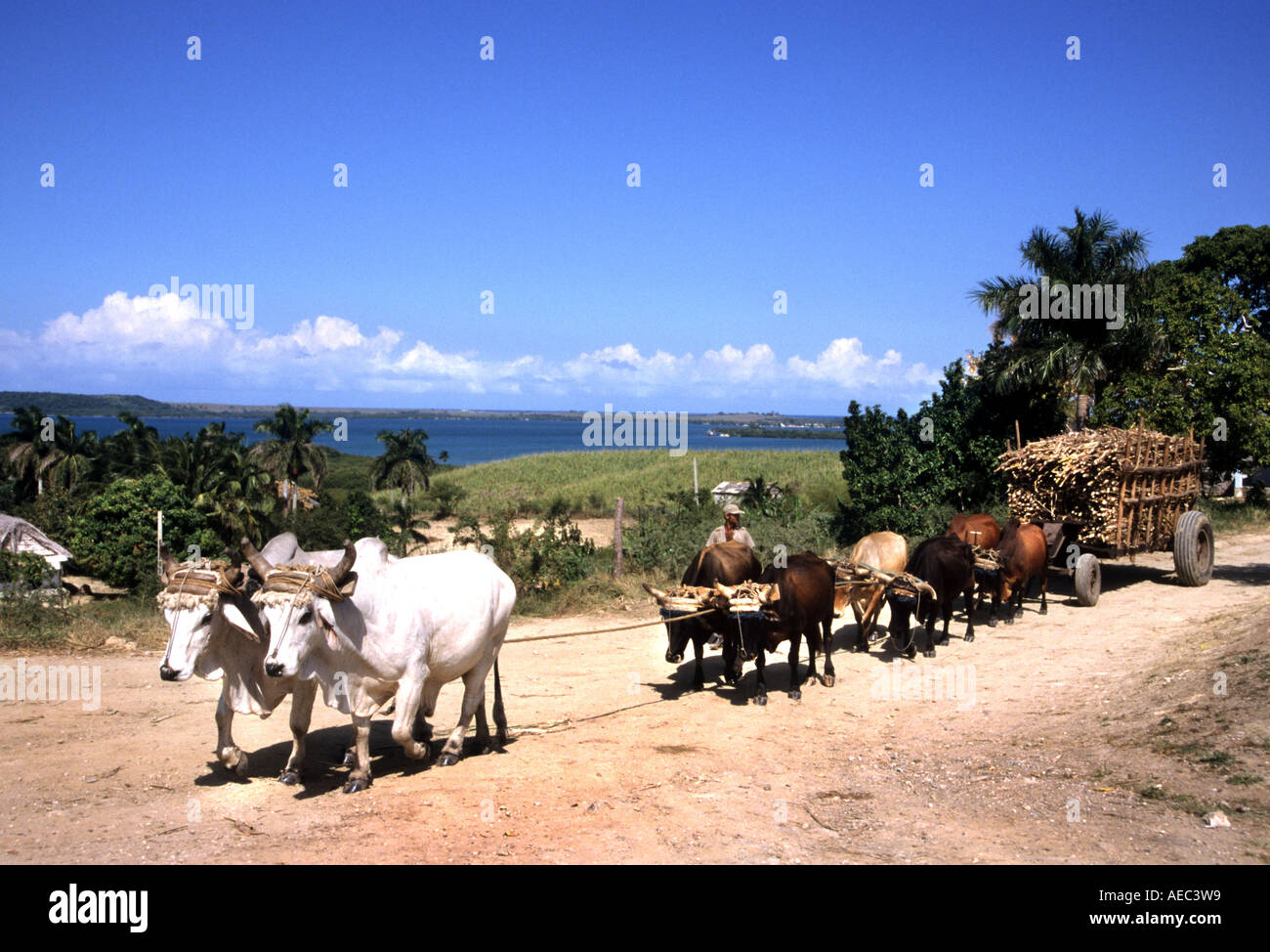 Ox wagon hi-res stock photography and images - Alamy
