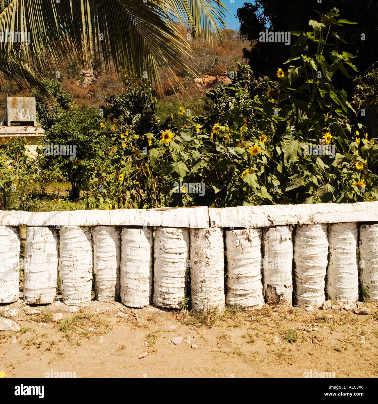 Palm tree trunk fencing with sunflower plantation Stock Photo - Alamy