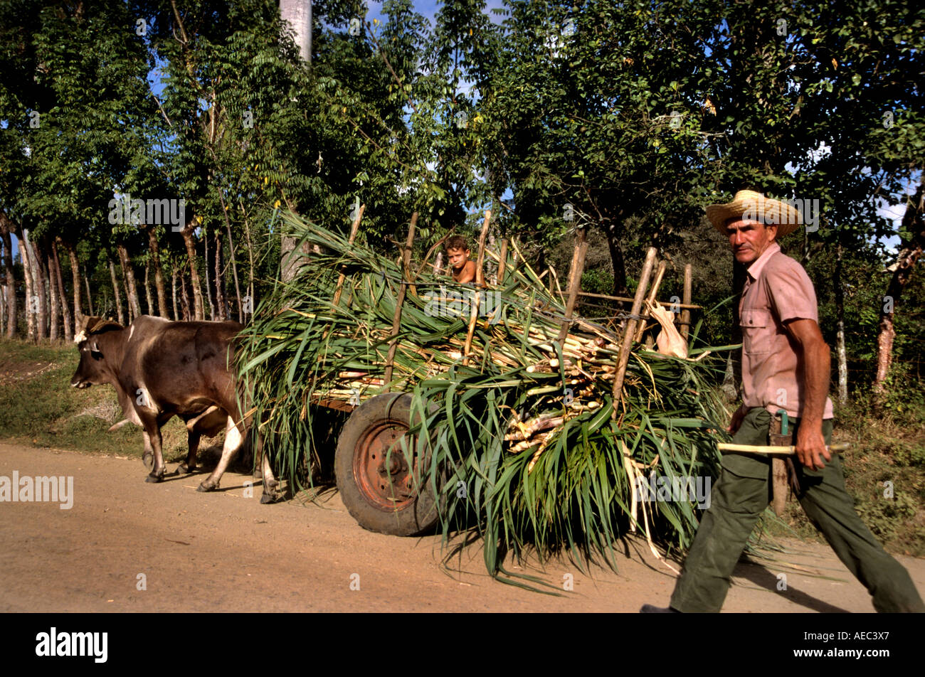 Cattle wagon hi-res stock photography and images - Alamy