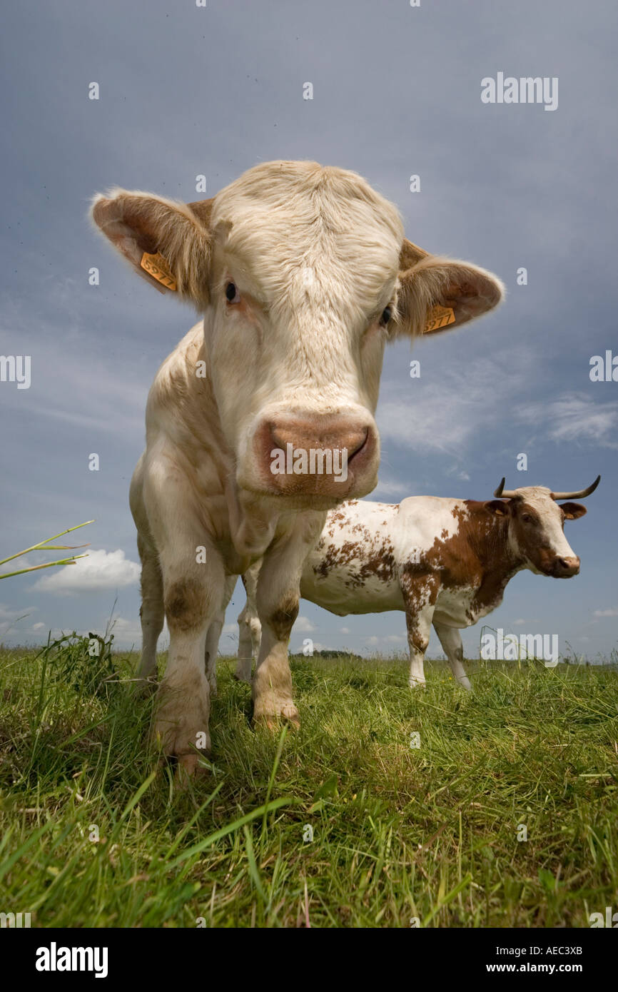 Charolais bull and cross-bred cow in Auvergne (France). Taureau de race ...