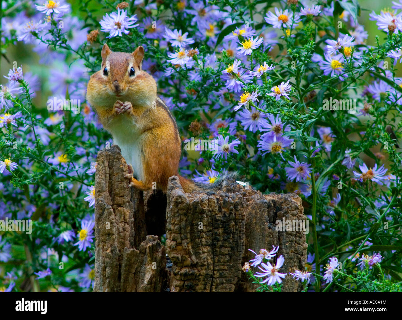 Eastern Chipmunk Tamias striatus with New England Asters E North ...