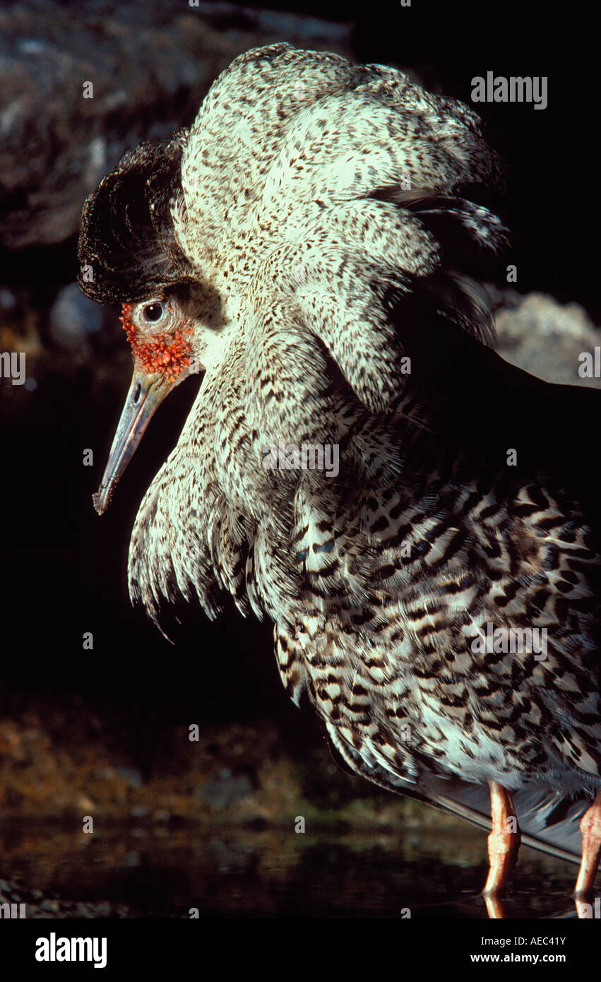 CHEVALIER COMBATTANT philomachus pugnax RUFF SANDPIPER REEVE SANDPIPER ...