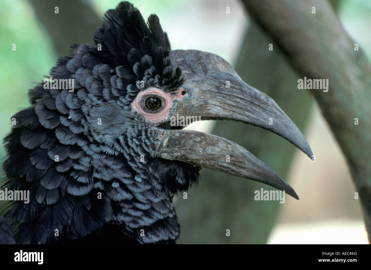 Calao a joues argent hi-res stock photography and images - Alamy