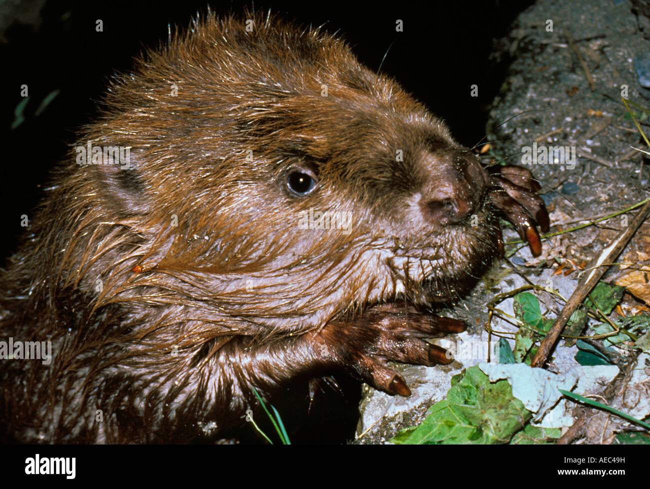 CASTOR castor fiber Europe EUROPEAN BEAVER ANIMAL MAMMIFERE MAMMAL ...