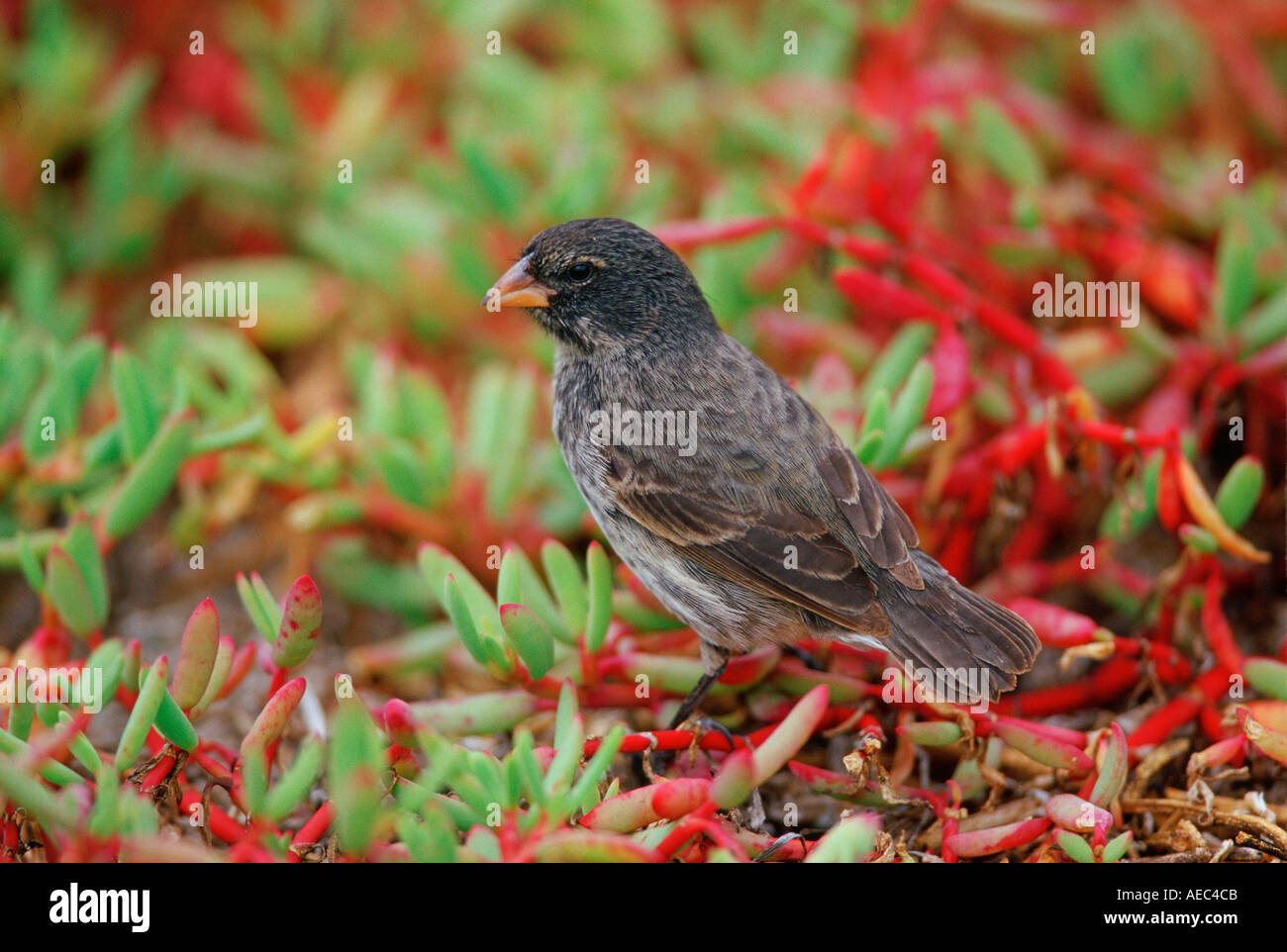 Darwins Finch bird on the Galapagos Islands Ecuador Stock Photo - Alamy