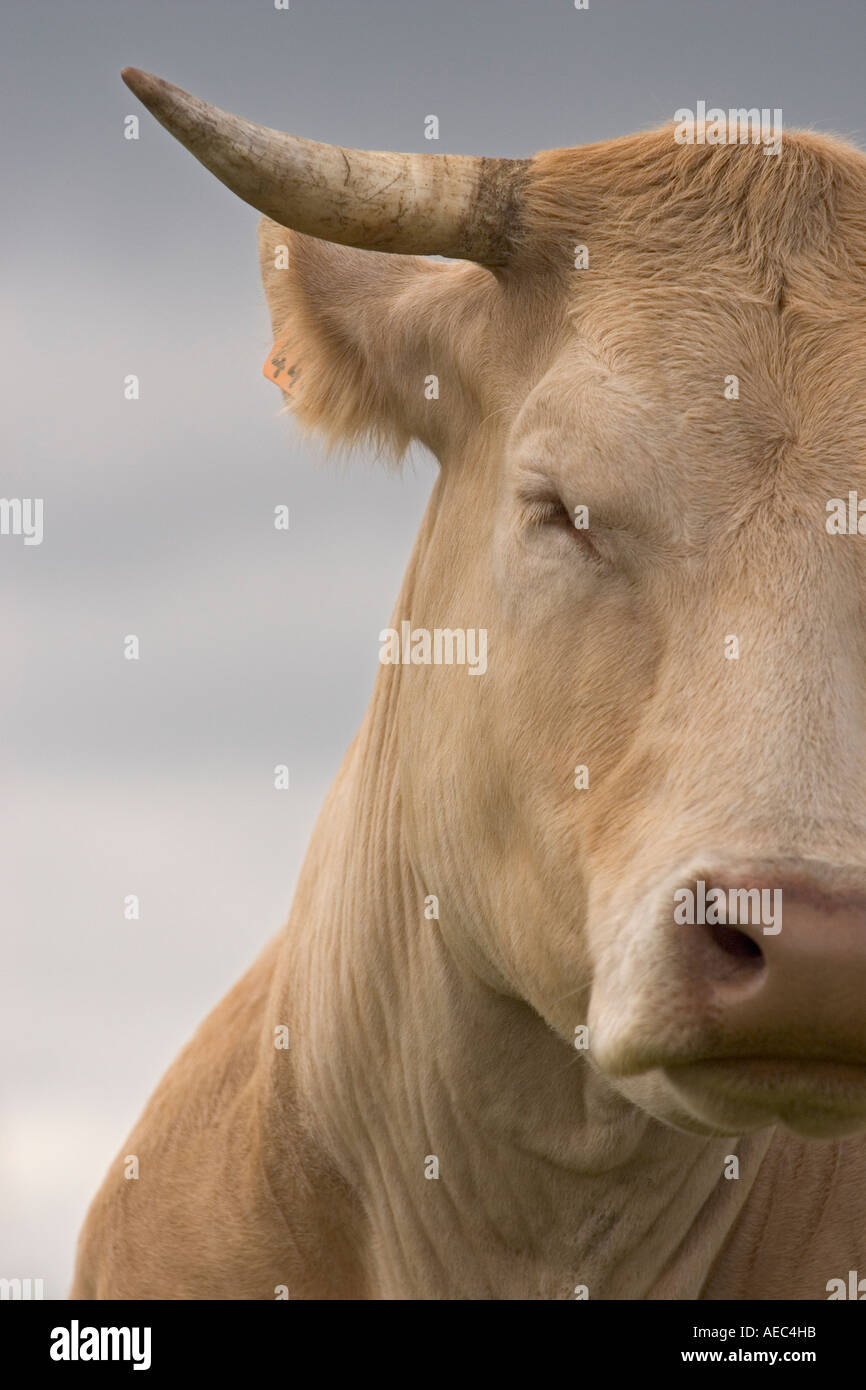 In Auvergne, a photograph of a Charolais cow (France). Portrait de ...