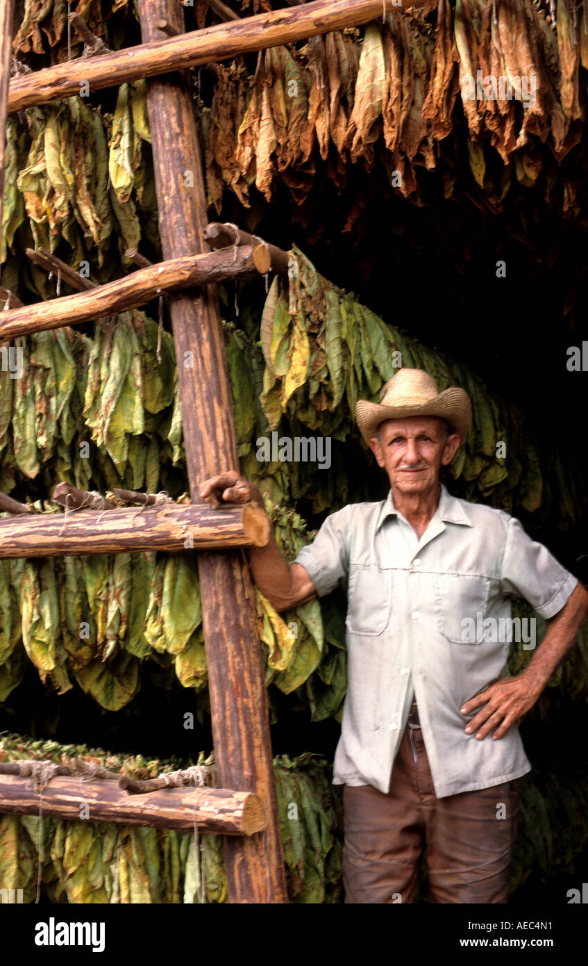 Pinar de Rio Cuba Cuban tobacco farming farm cigar cigars plantation ...