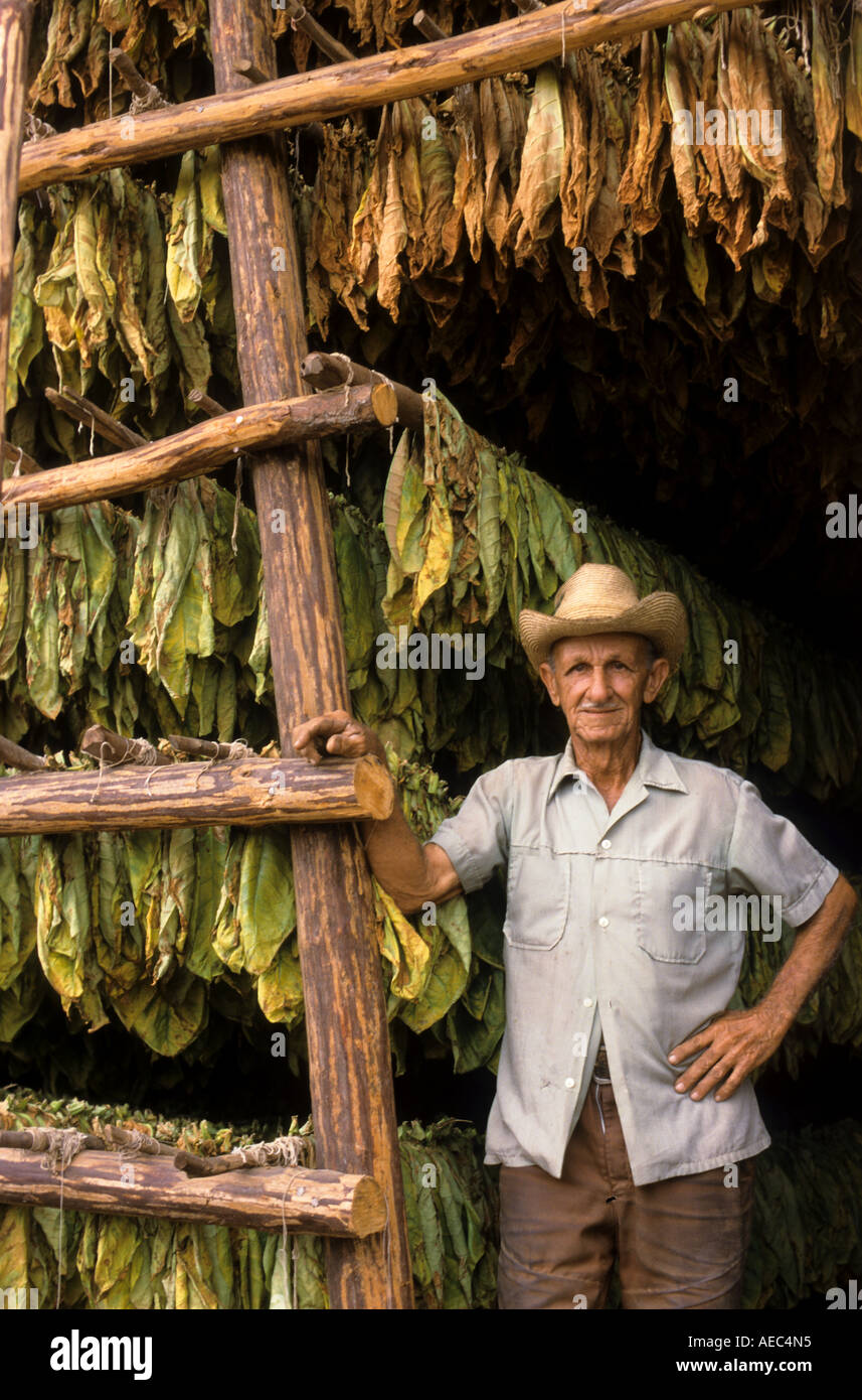 Pinar de Rio Cuba Cuban tobacco farming farm cigar cigars plantation ...