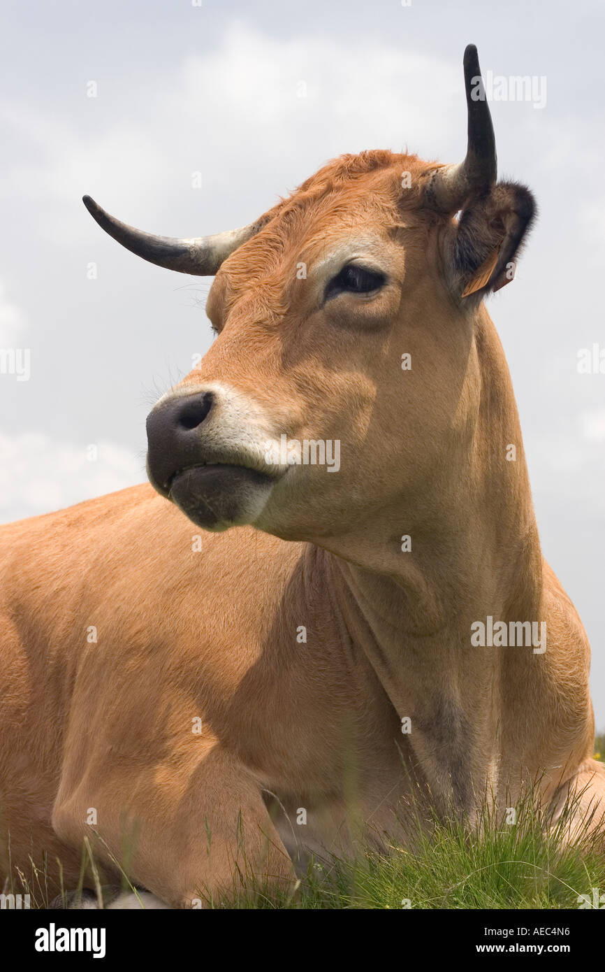 An Aubrac cow (Bos taurus domesticus) in Auvergne (France). En Auvergne ...