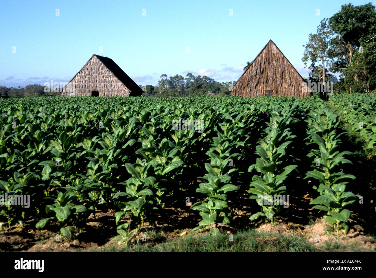 Pinar de Rio Cuba Cuban tobacco farming farm cigar cigars plantation ...