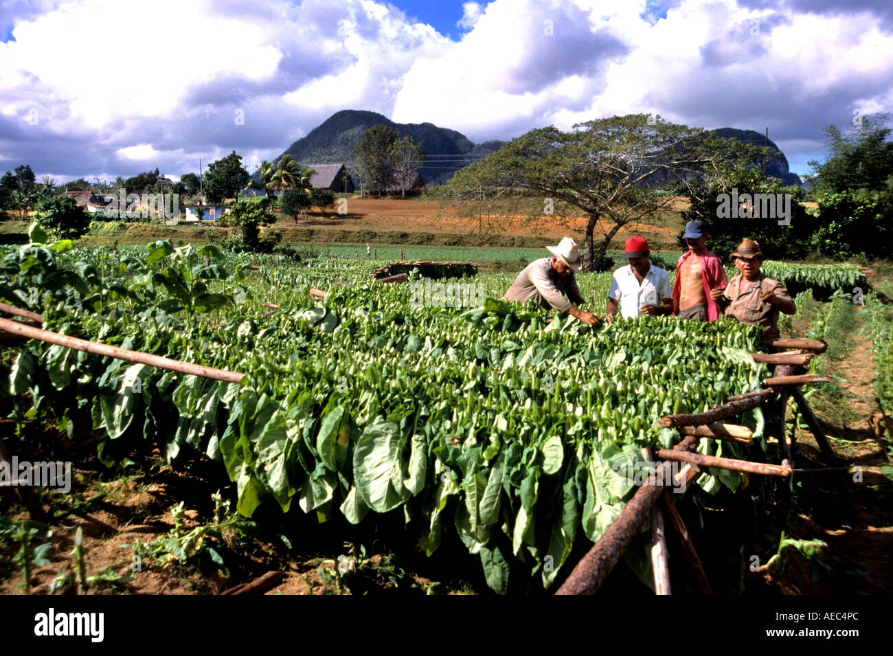 Pinar de Rio Cuba Cuban tobacco farming farm cigar cigars plantation ...