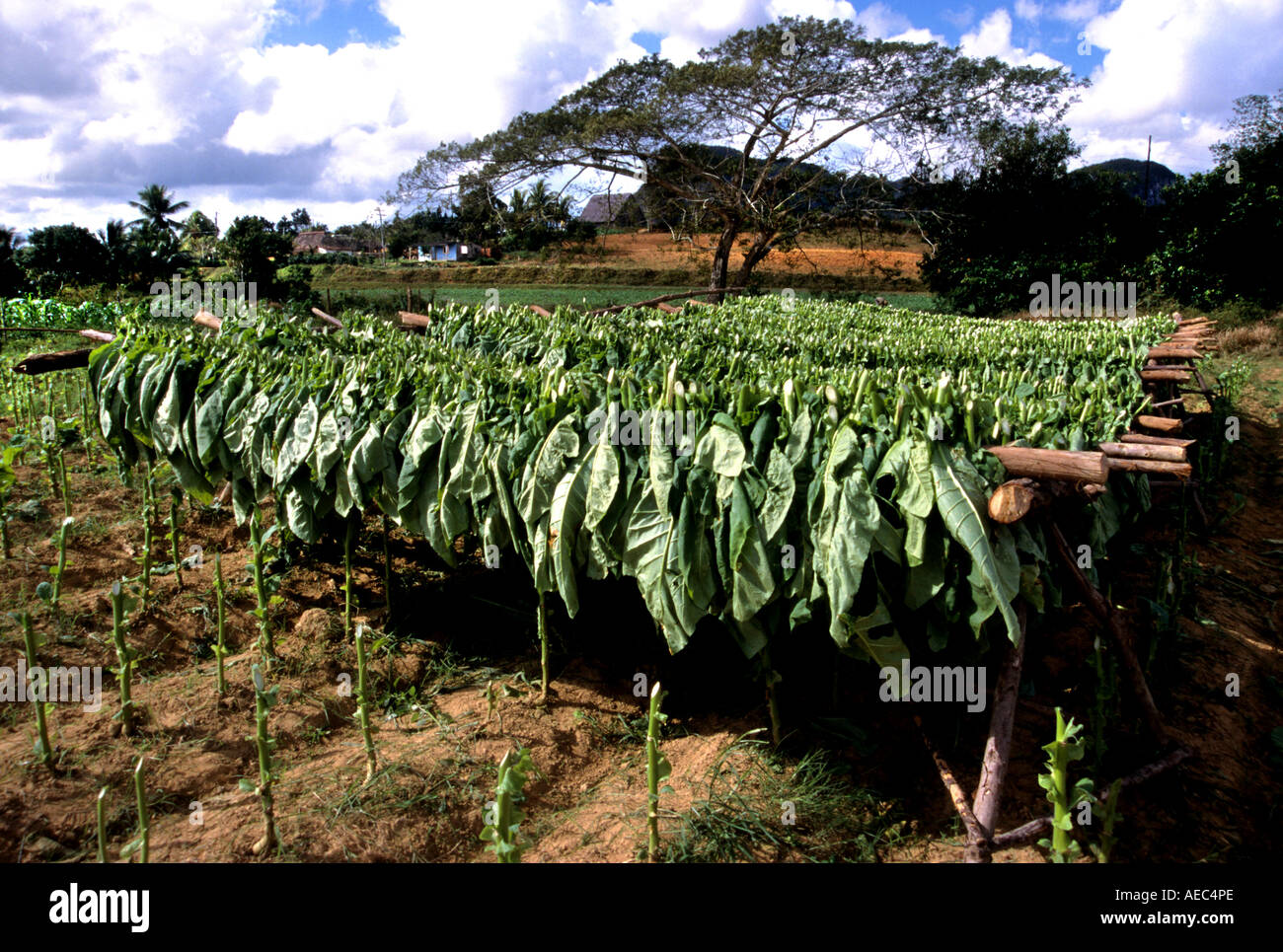 Pinar de Rio Cuba Cuban tobacco farming farm cigar cigars plantation ...