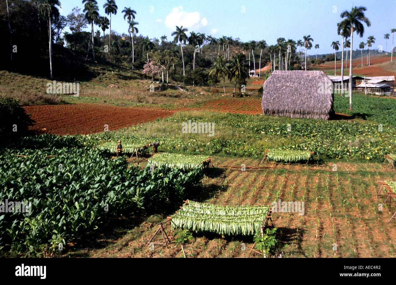 Pinar de Rio Cuba Cuban tobacco farming farm cigar cigars plantation ...