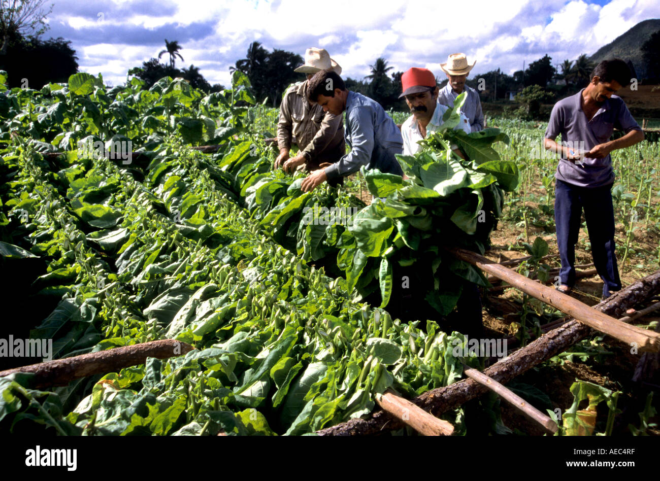 Pinar de Rio Cuba Cuban tobacco farming farm cigar cigars plantation ...
