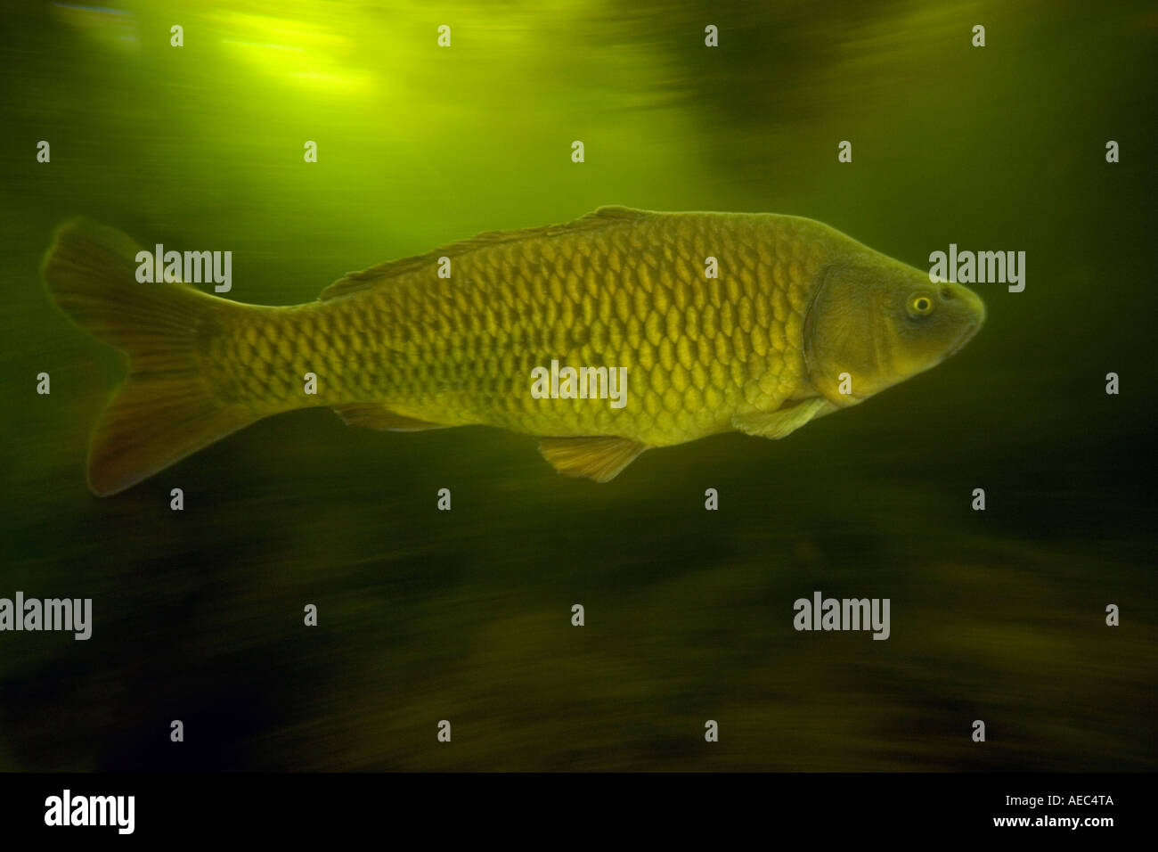 Panique hi-res stock photography and images - Alamy