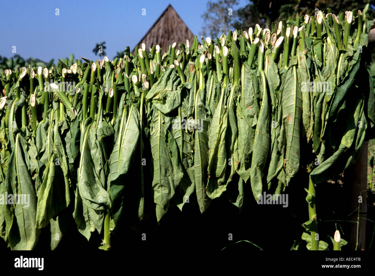 Pinar de Rio Cuba Cuban tobacco farming farm cigar cigars plantation ...