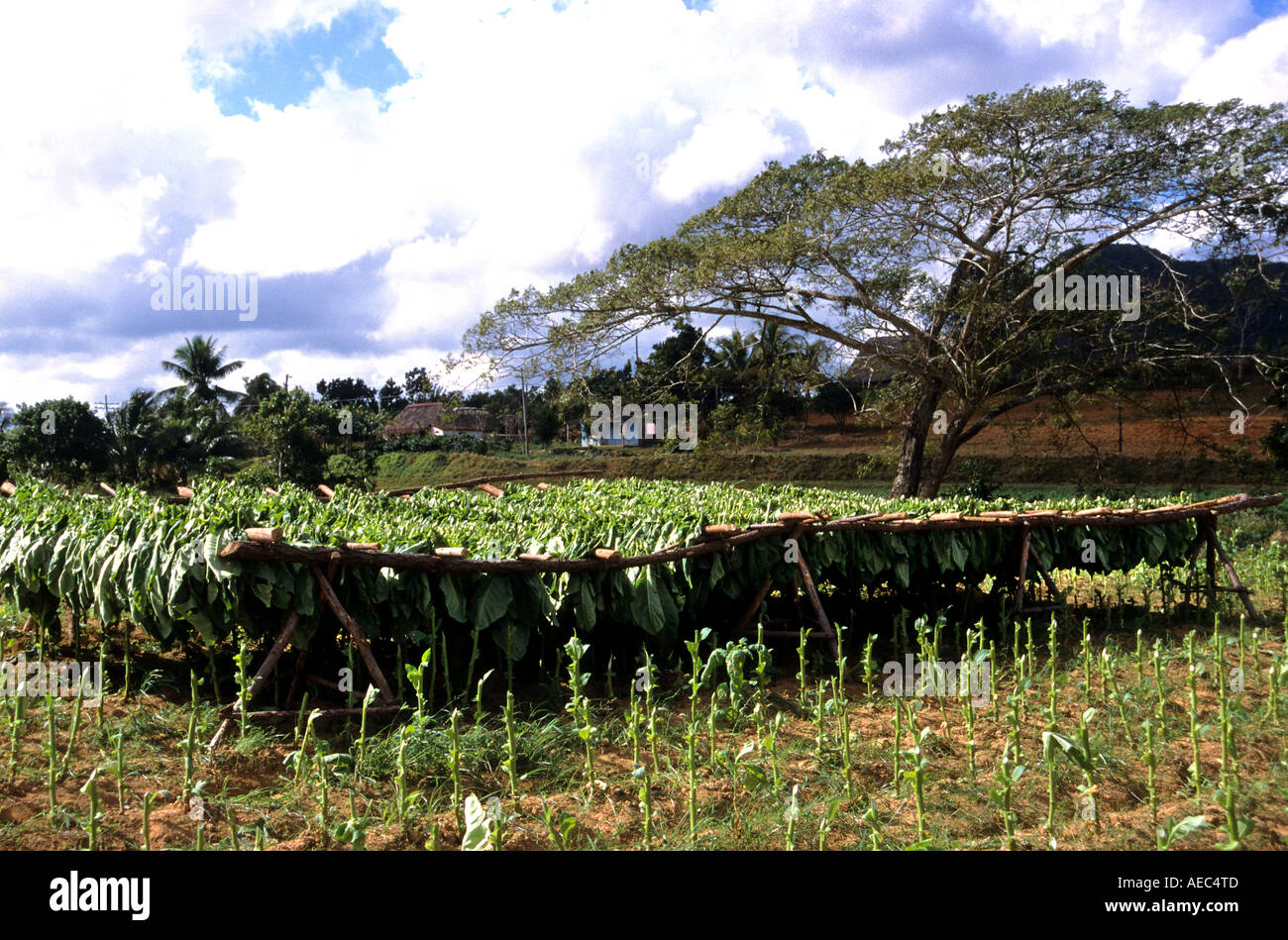 Pinar de Rio Cuba Cuban tobacco farming farm cigar cigars plantation ...