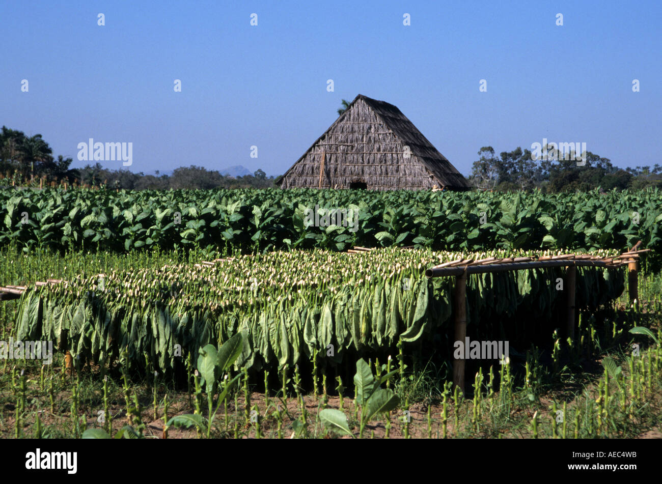 Pinar de Rio Cuba Cuban tobacco farming farm cigar cigars plantation ...
