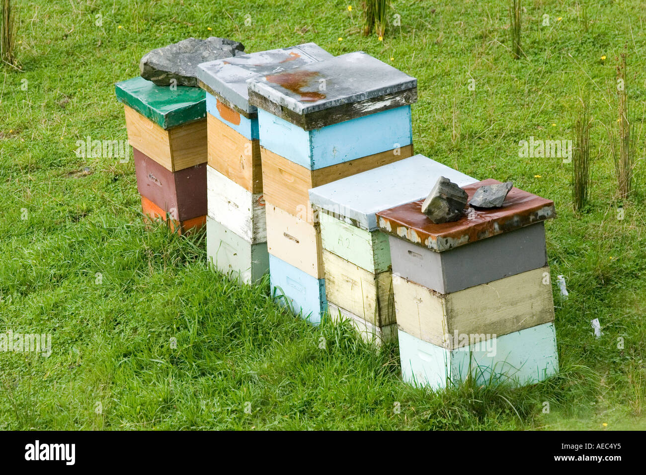 Bee Hives King Country North Island New Zealand Stock Photo - Alamy