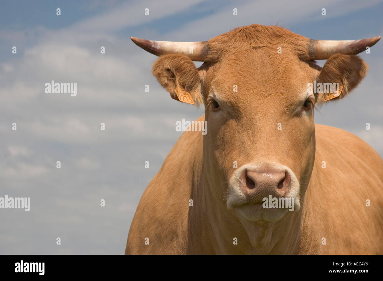 Vache de face hi-res stock photography and images - Alamy