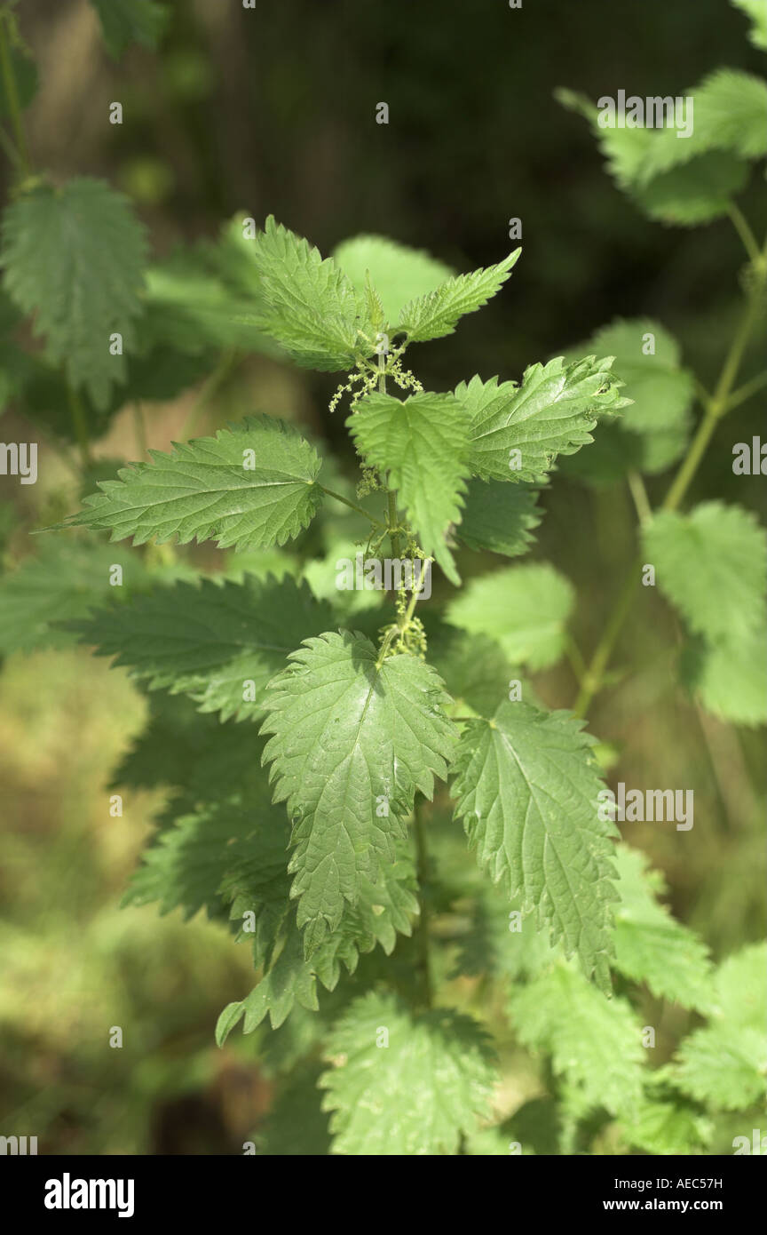 Common nettle urtica dioica growing in dappled woodland Stock Photo - Alamy