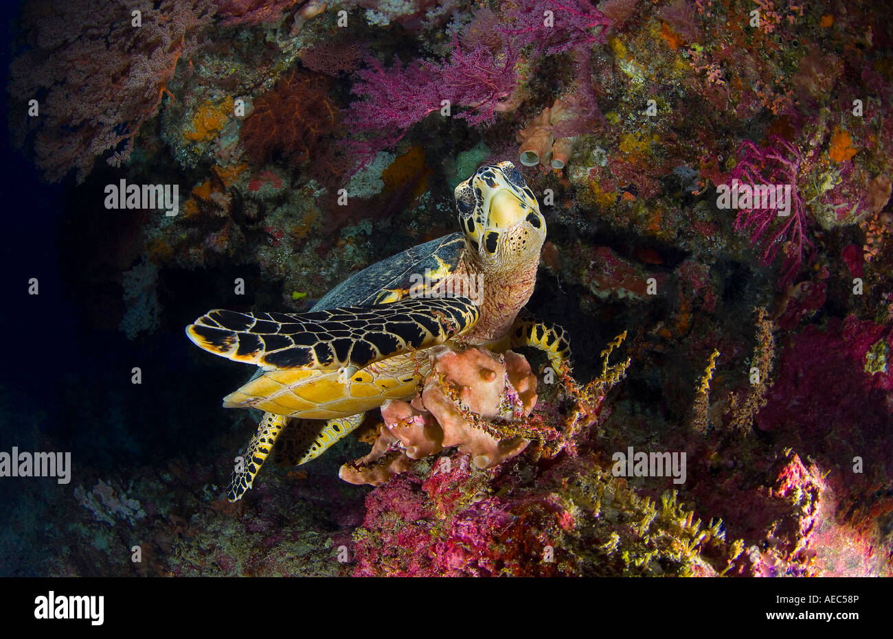Hawksbill Turtle on Ledge in Malaysia Stock Photo - Alamy