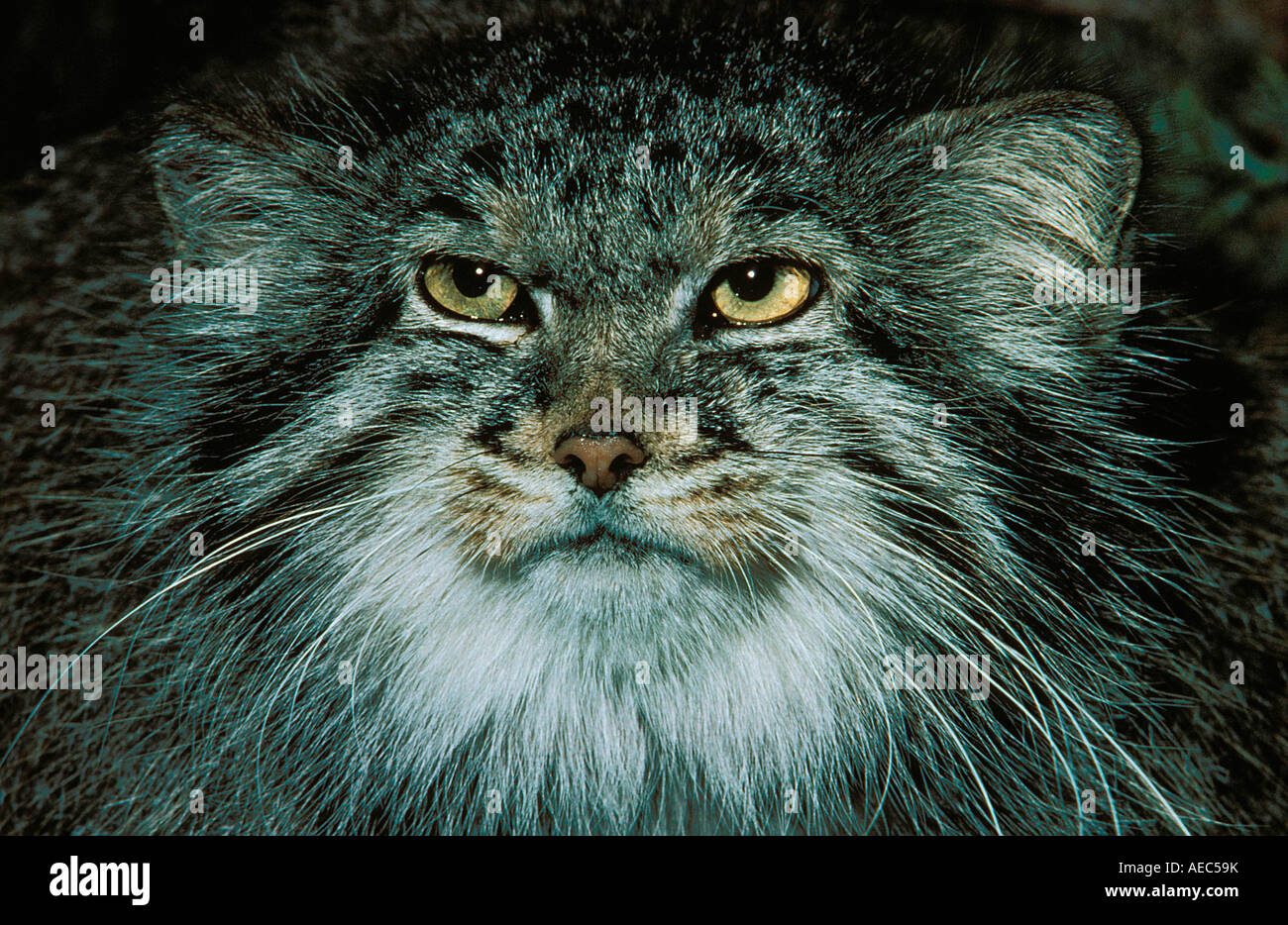 CHAT MANUL otocolobus manul Stock Photo - Alamy