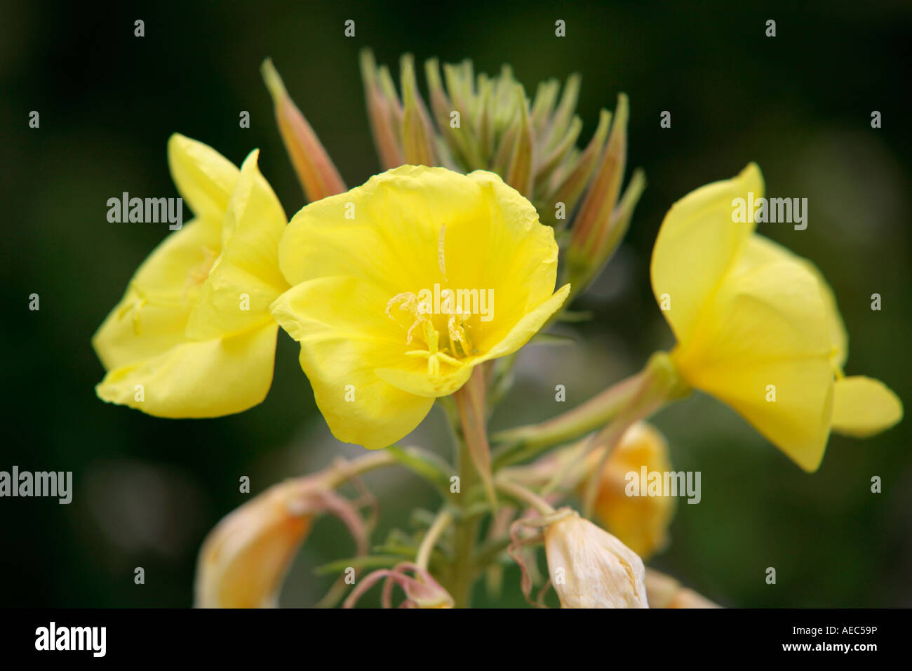 Evening primrose flowers hi-res stock photography and images - Alamy