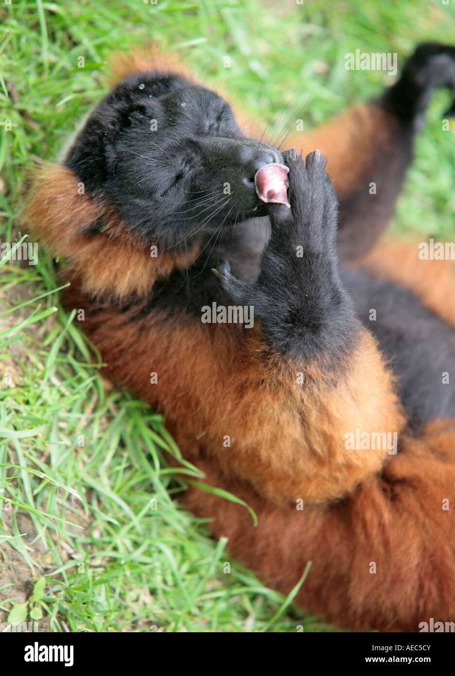 Red ruffed lemur tongue hi-res stock photography and images - Alamy