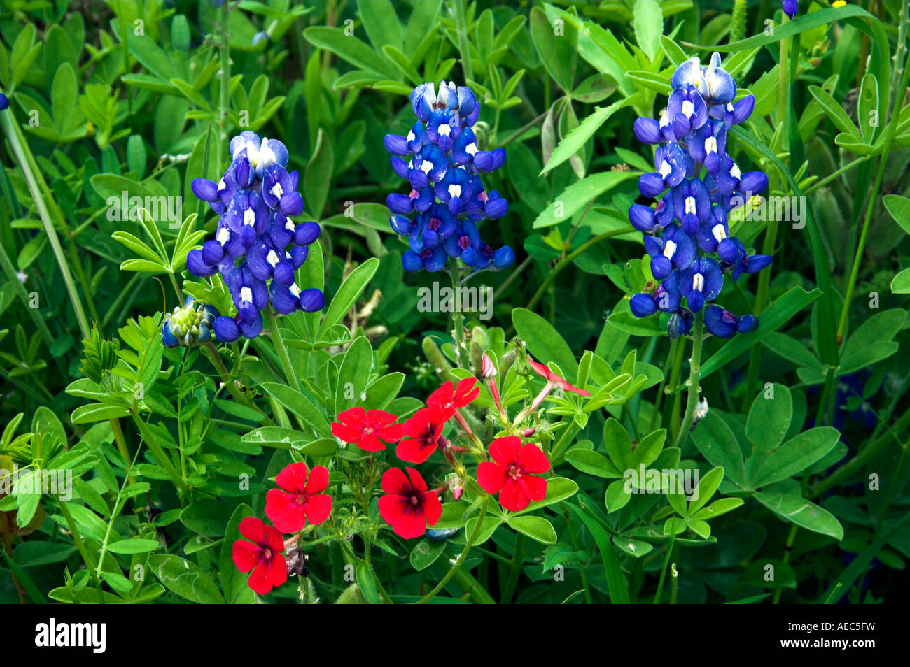 Closeup of Texas bluebonnets and brilliant red wildflowers near Ennis ...