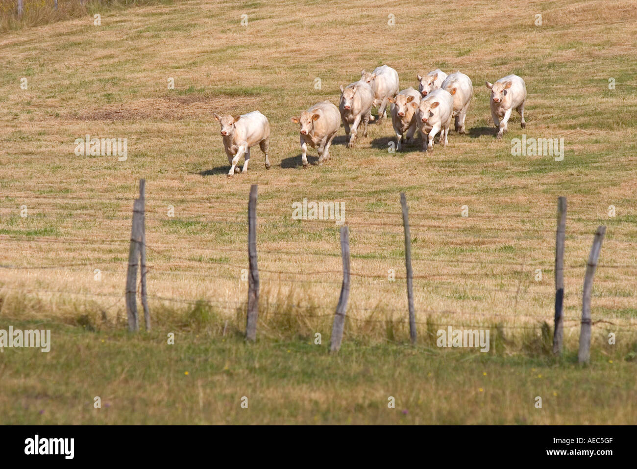 Grass-fed calves frolicking about a meadow (France). Broutards ...