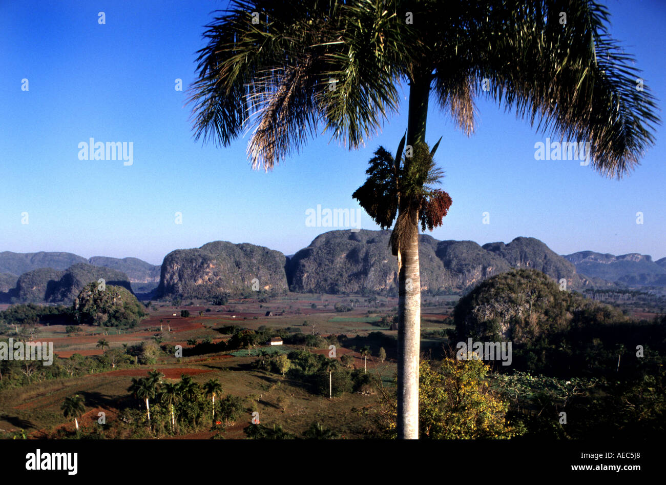 Pinar de Rio Cuba Cuban tobacco farming farm cigar cigars plantation ...