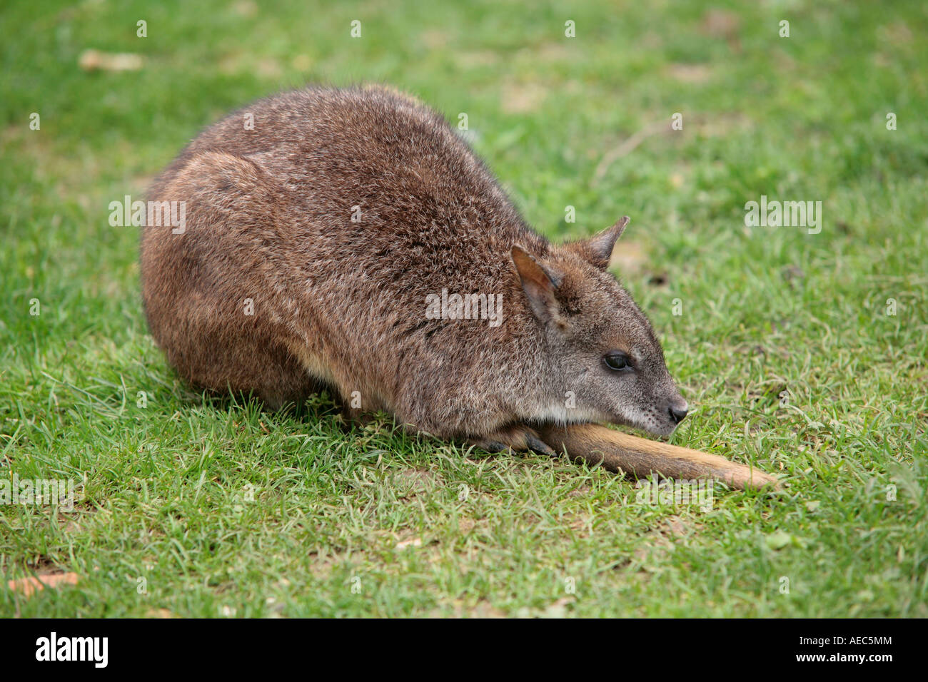 Parma Wallaby (Macropus parma) sitting on his tail on grass Stock Photo ...
